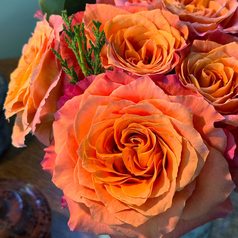 50 Free Spirit Garden Roses: Perfect for Any Occassion – Mediatech Direct